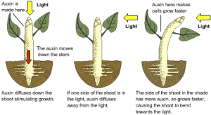 Pengertian Jenis Dan Fungsi Hormon Kalin Pada Tumbuhan – Ilmu ...