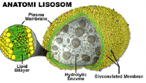 Pengertian Dan Fungsi Lisosom Pada Hewan – Ilmu Pengetahuan Dasar