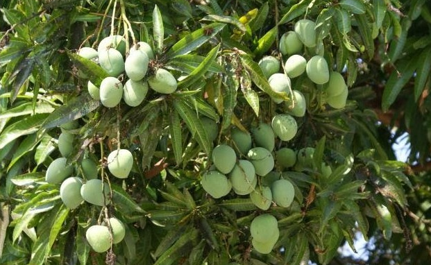 Cara Budidaya Tanaman Mangga Berita Terkini Cara Budidaya Tanaman Mangga Berita Terkini
