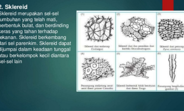 Sklereid – Ilmu Pengetahuan Dasar